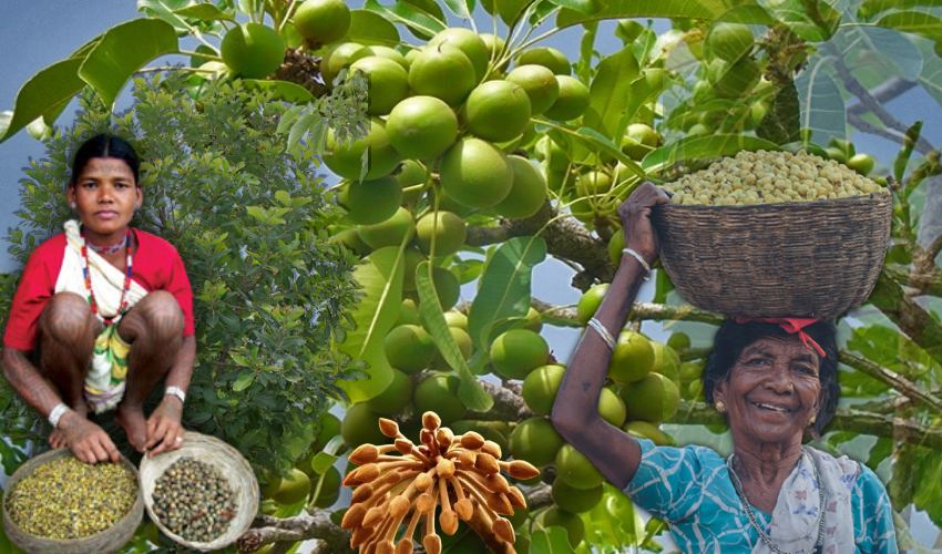 Ippa Puvvu : ఇప్ప చెట్టును నమ్ముకుని... పువ్వులు అమ్ముకుని |Now trust ...