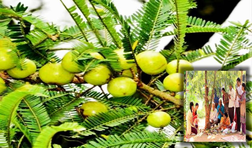 Vanabhojanalu : కార్తీక మాసంలో ఉసిరి చెట్టు క్రింద భోజనాలు ఎందుకు ...