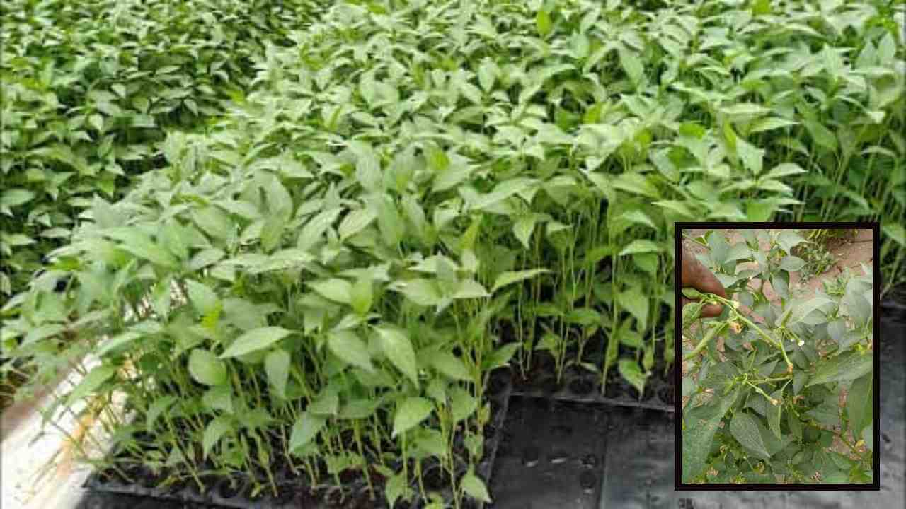 Chilli Crop : మిరపపంటను ఆశించి నష్టం కలిగించే నారుకుళ్లు తెగులు! నివారణ ...