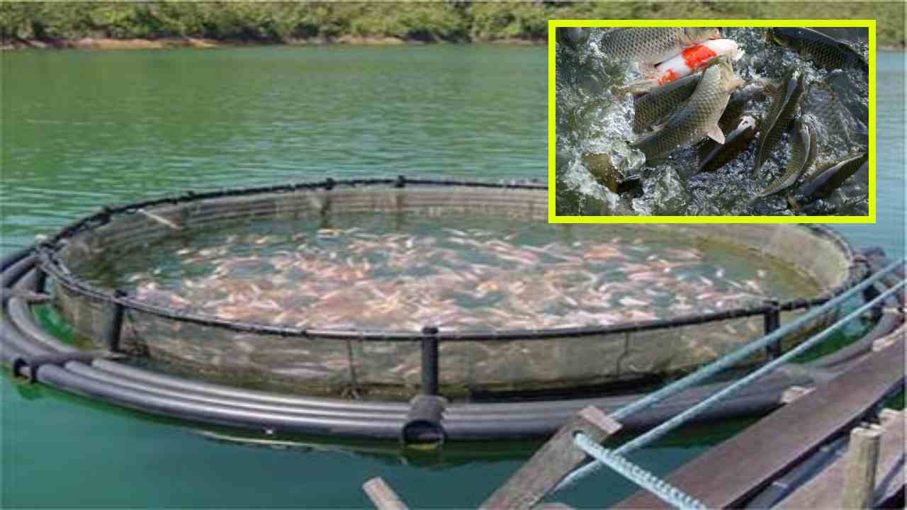 Fish Farming : అనువైన రకాల ఎంపికతో లాభసాటిగా చేపల పెంపకం! | Profitable ...