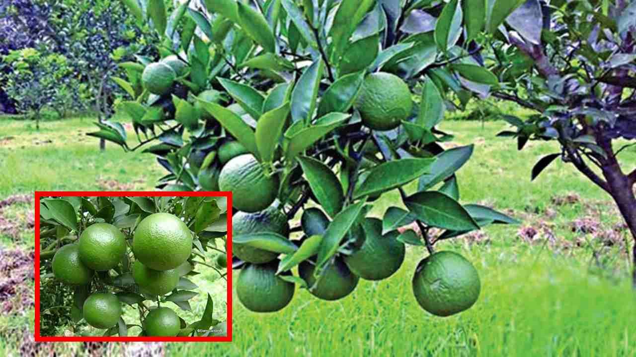 Green Malta farming : బత్తాయి సాగులో యాజమాన్య పద్ధతులు ! | Proprietary ...