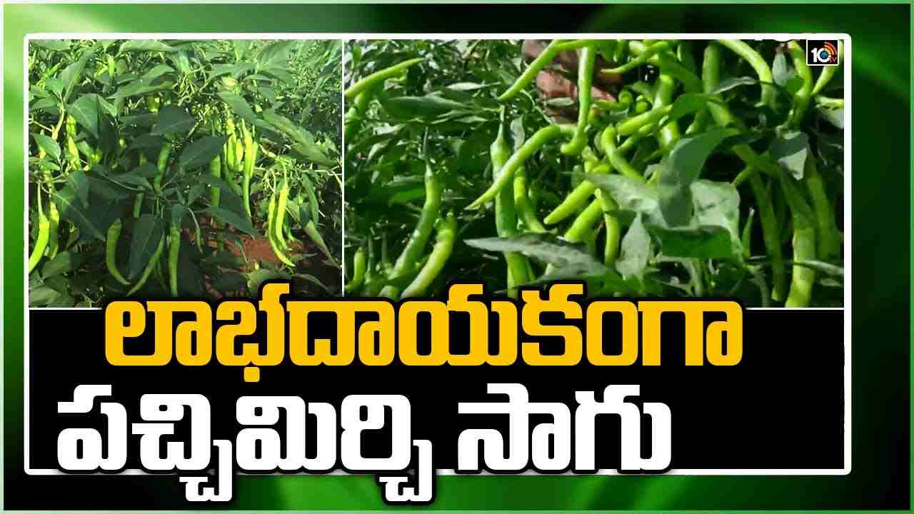 Cultivation Of Mirchi Crop : లాభదాయకంగా పచ్చిమిర్చి సాగు | Profit in ...