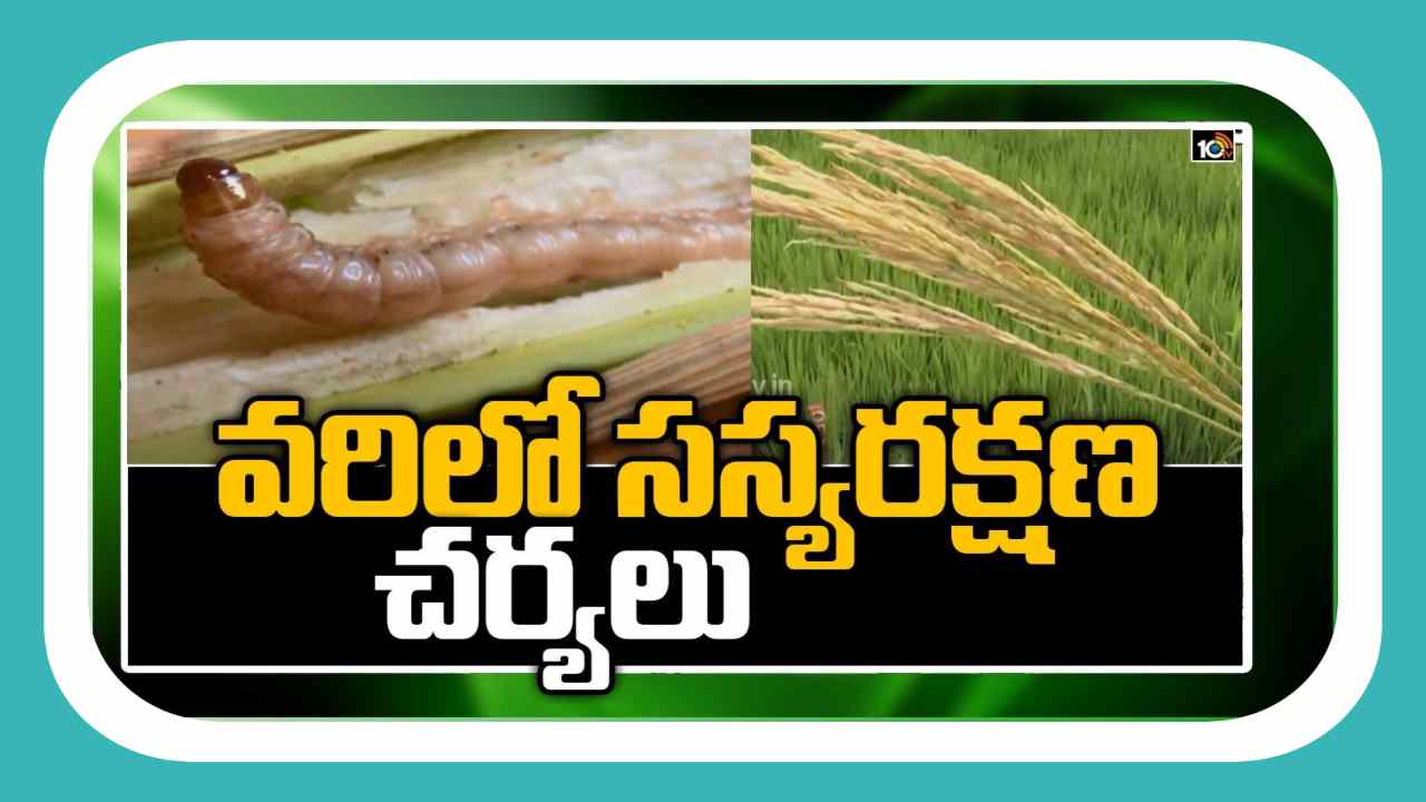 Diseases in Paddy crop : వరిలో సస్యరక్షణ చర్యలు | Pests diseases in ...