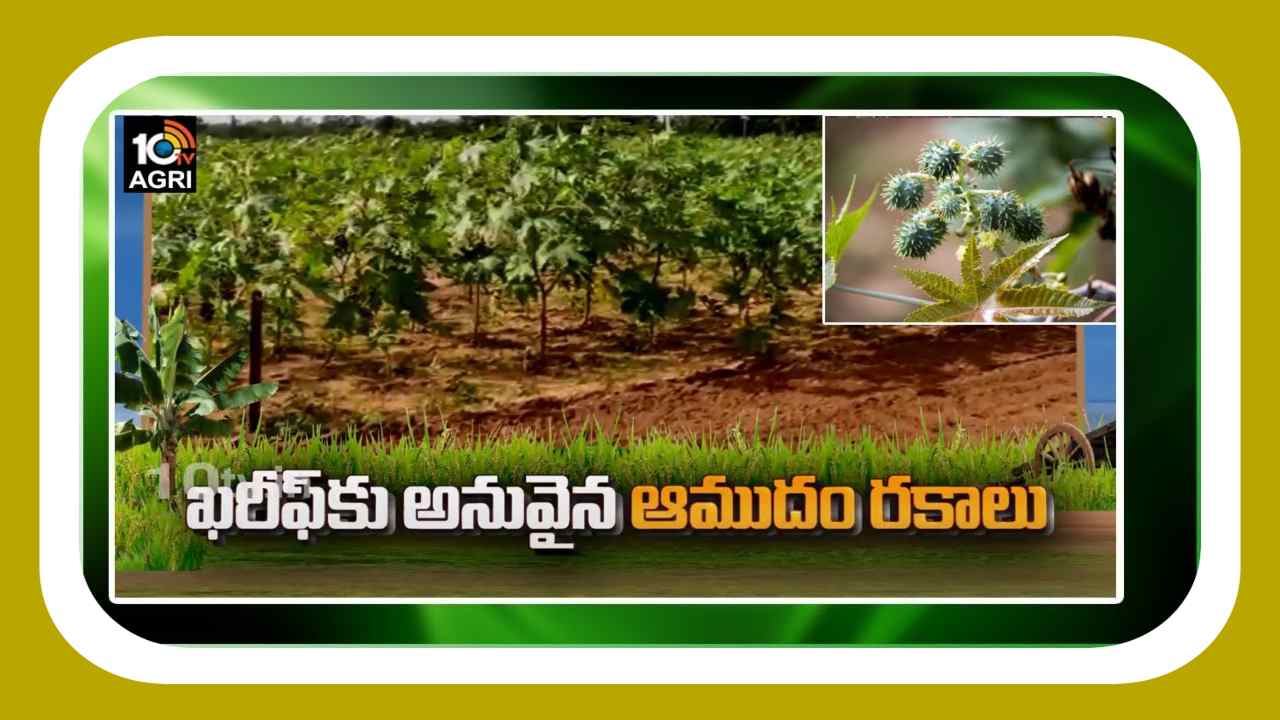 Castor Cultivation : ఖరీఫ్ కు అనువైన ఆముదం రకాలు | Castor varieties ...