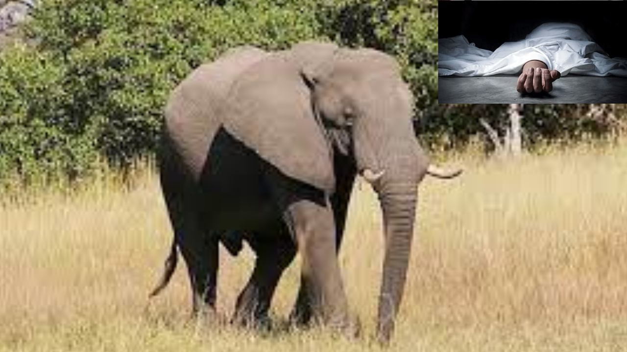 Elephant Attack : చిత్తూరు జిల్లాలో మరొకరి ప్రాణం తీసిన ఒంటరి ఏనుగు | A ...