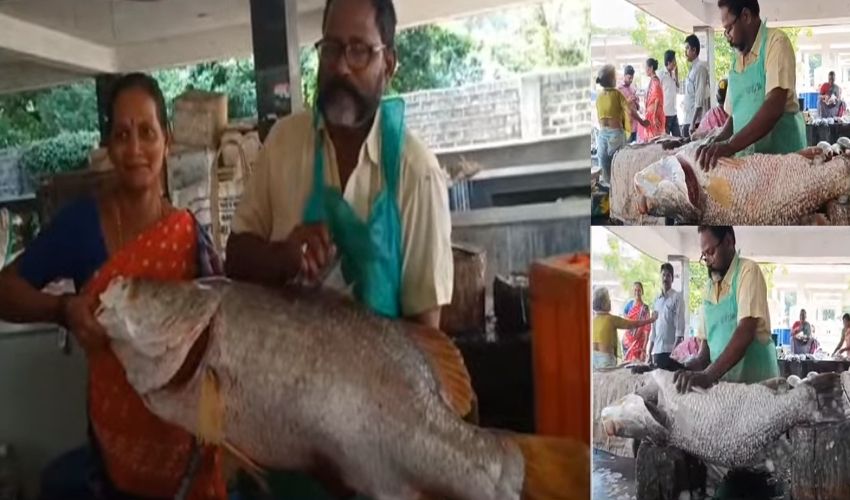 yanam : యానాం మత్స్యకారులకు దొరికిన 20కిలోల పండుగప్ప చేప .. పంట పండిందంటున్న గంగపుత్రులు | Huge ...