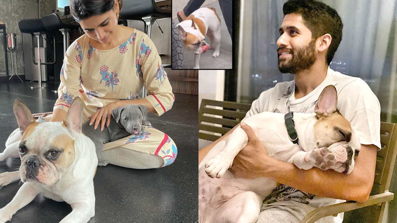 Samantha : సమంత కుక్క నాగచైతన్య దగ్గర ఎందుకు ఉంది..? ప్రశ్నల మీద ...