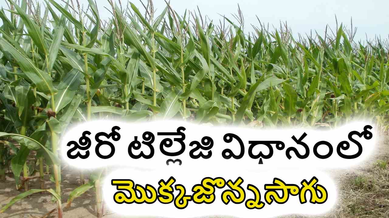 Maize Cultivation : జీరో టిల్లేజి విధానంలో మొక్కజొన్నసాగు | Maize ...