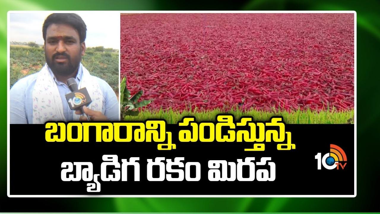 Byadgi Chilli Farming : బ్యాడిగ మిర్చి సాగు.. మిర్చి అ‘ధర’హో! | Byadgi ...