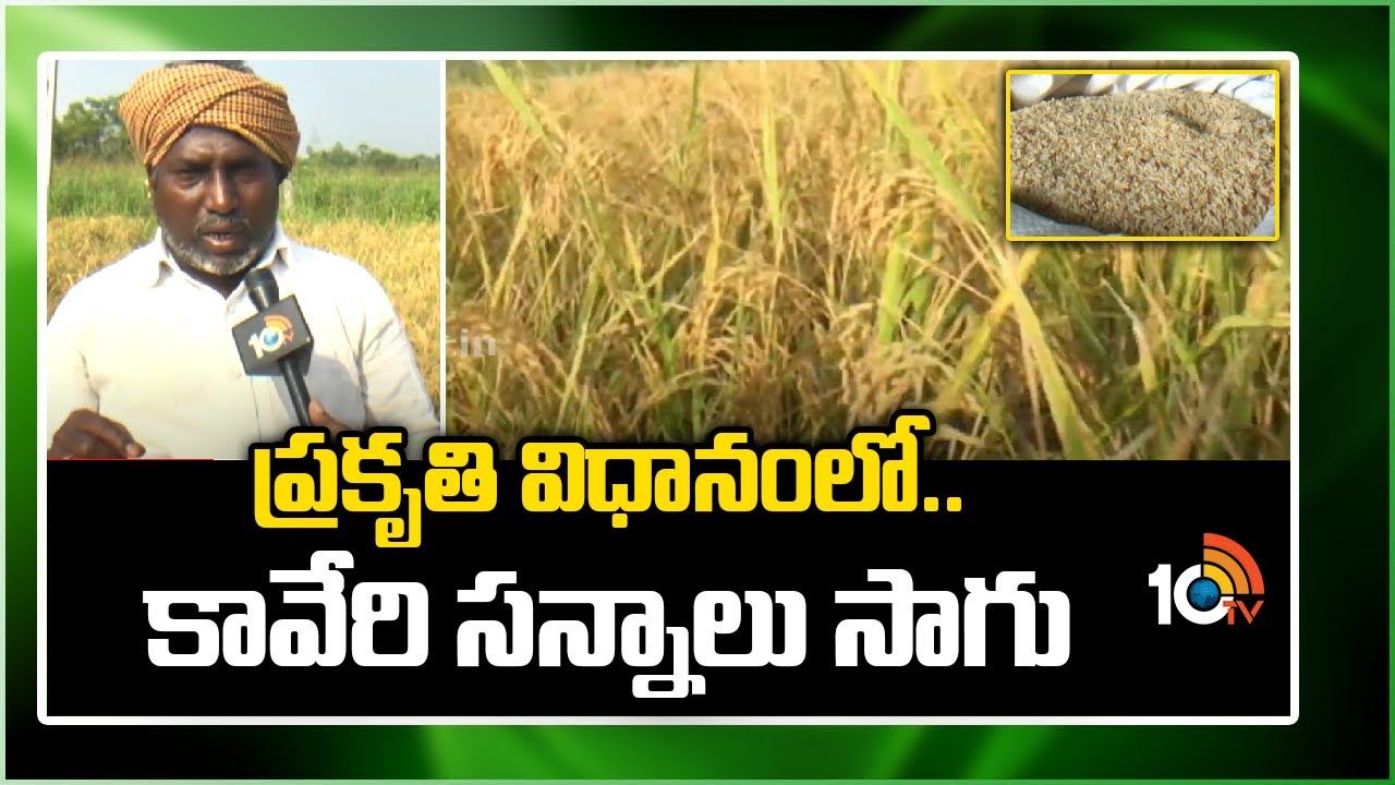 Kaveri Vari Sanna Rakalu : ప్రకృతి విధానంలో.. కావేరి సన్నాలు సాగు ...