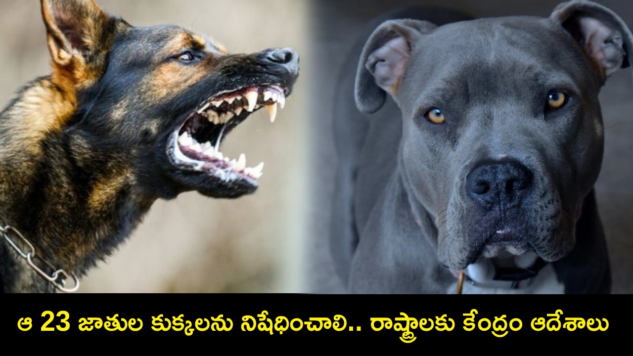 23 Breeds Ban Dogs : ఆ 23 జాతుల పెంపుడు కుక్కలపై నిషేధం.. రాష్ట్రాలకు ...
