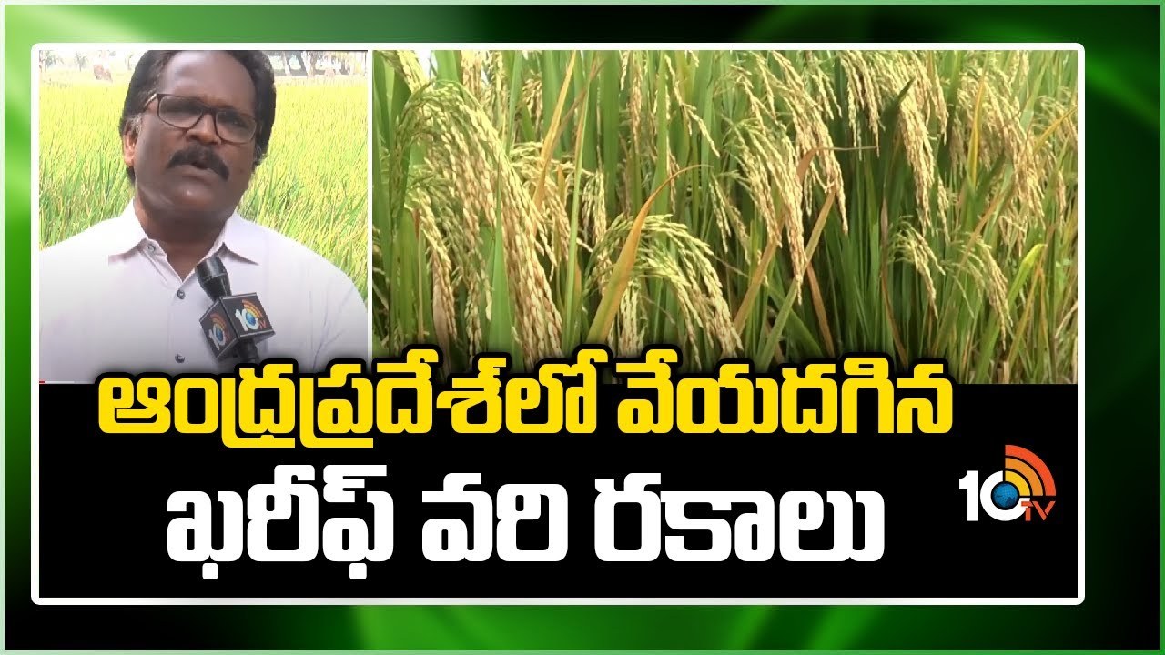 Kharif Crops : ఆంధ్రప్రదేశ్‌లో వేయదగిన ఖరీఫ్ వరి రకాలు | Varieties of ...